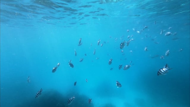 Fish Sea Swarm - Free video on Pixabay
