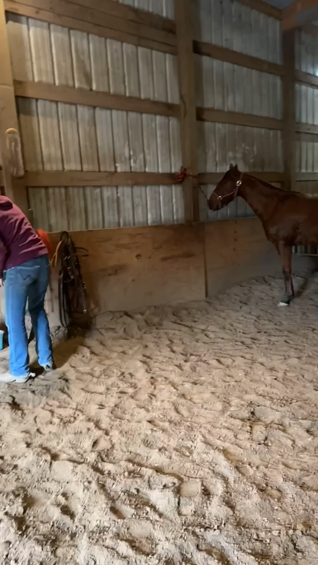SKIPA MIGHTY KING- 2019 AQHA Bay Gelding on Vimeo