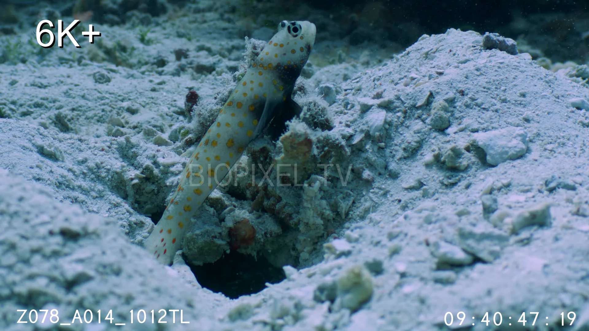Fish Goby - Pistol shrimp and symbiotic goby 6K+ 2 on Vimeo