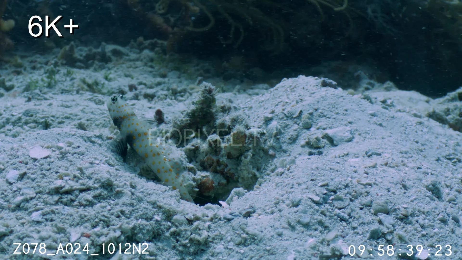 4K Fish Goby - Pistol shrimp and symbiotic goby 6K+ 3 on Vimeo