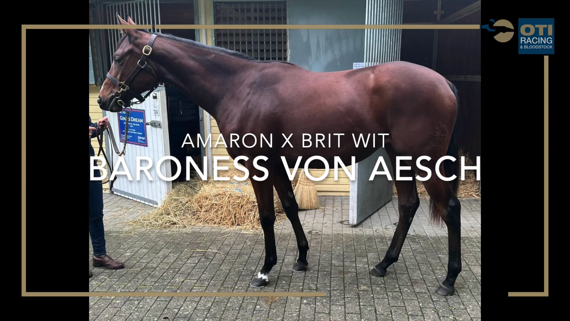 Baroness Von Aesch | Rising 2yo filly with Joseph O'Brien on Vimeo