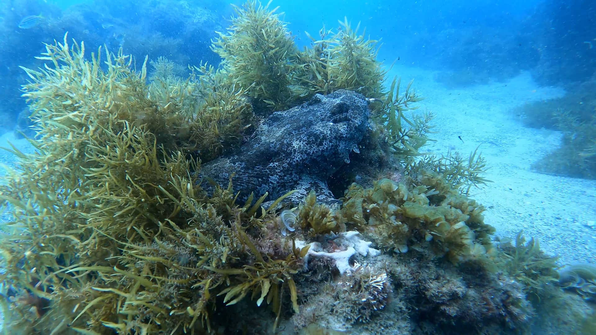 Kirra Reef - 22 Dec 2022 on Vimeo