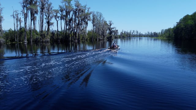 Boat Boating Swamp - Free video on Pixabay
