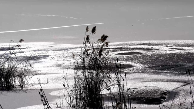Winter Lake Reed Free Stock Video - Pixabay