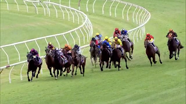 I Am Invincible - Stallion | Breednet