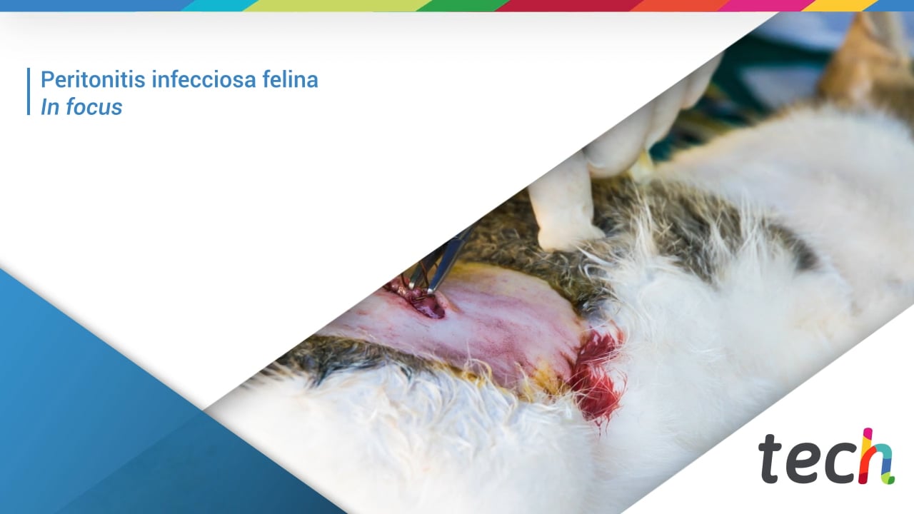Medicina y cirugia felina, Peritonitis infecciosa felina, In focus.mp4 ...