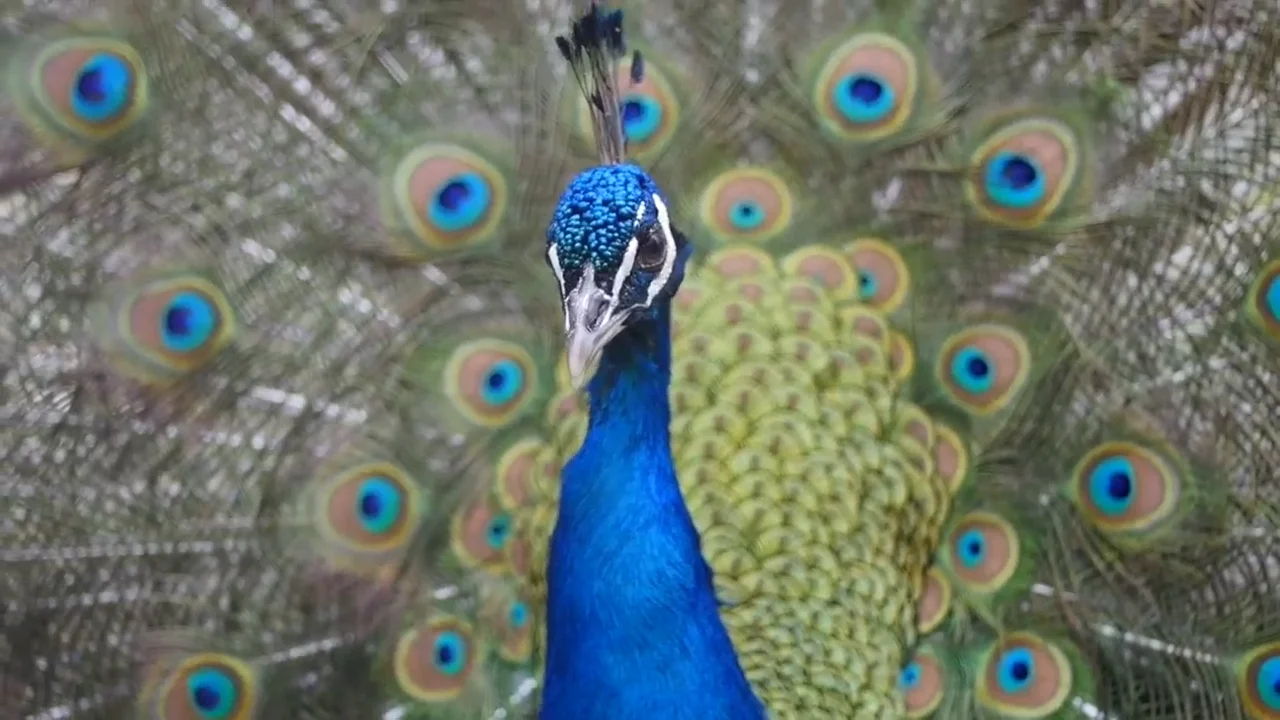 Peacocks using stock video.mp4 on Vimeo