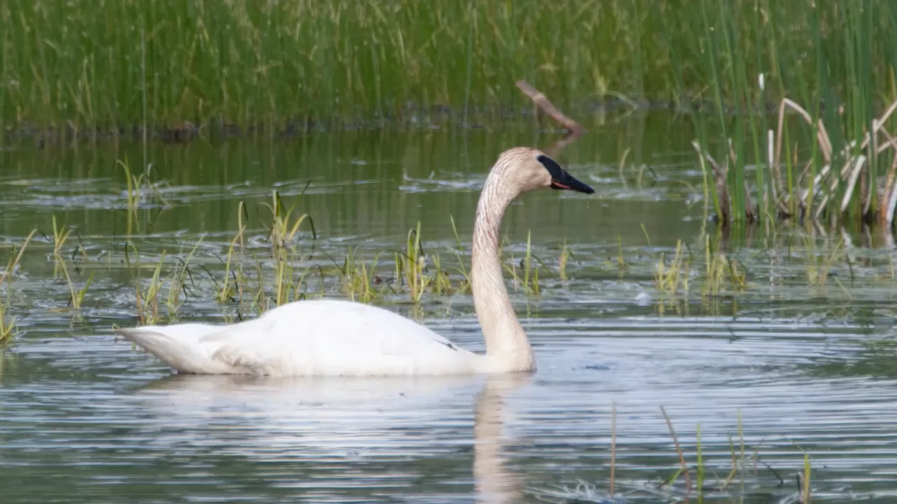 2022-06-17 Swans 2min on Vimeo