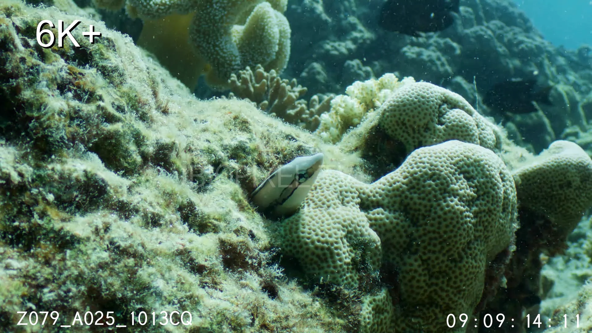 4K Fish Wrasse - Fang blenny _ false cleaner wrasse hiding in hole 6K ...
