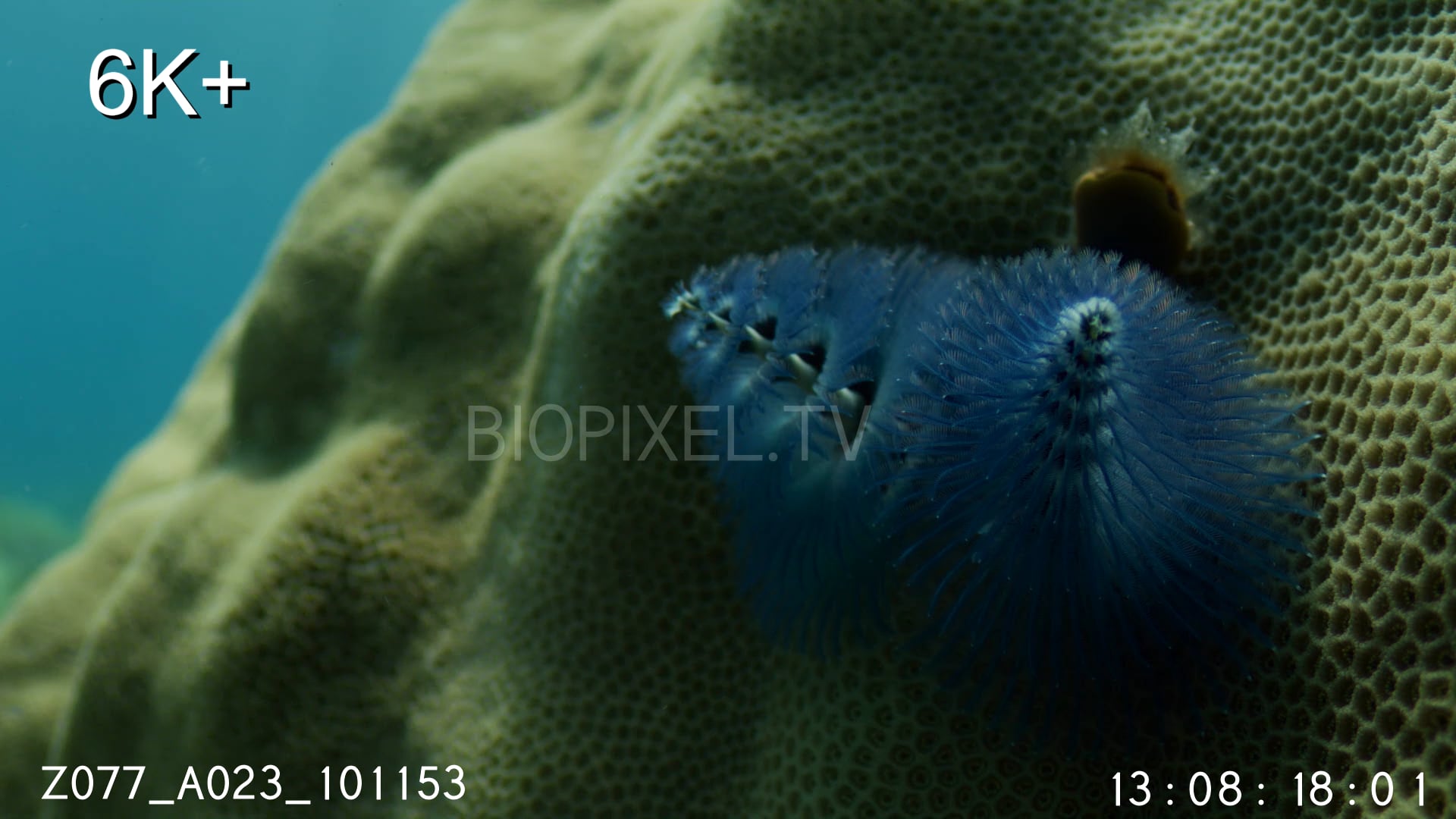 4K Worms - Christmas tree worms with probe lens 6K+ on Vimeo