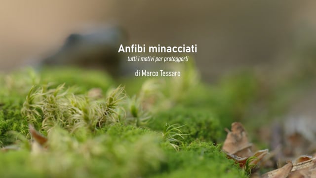 Anfibi minacciati, tutti i motivi per proteggerli – LifeInsubricus