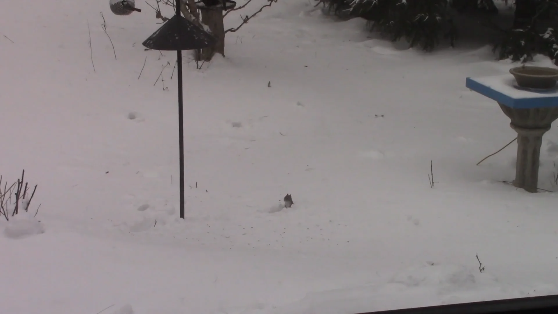 dratted red squirrel