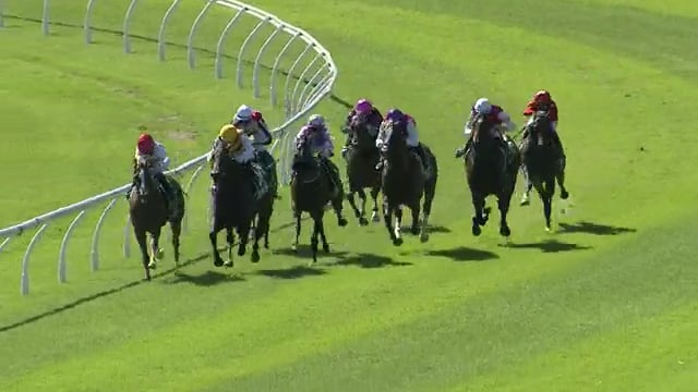 I Am Invincible - Stallion | Breednet