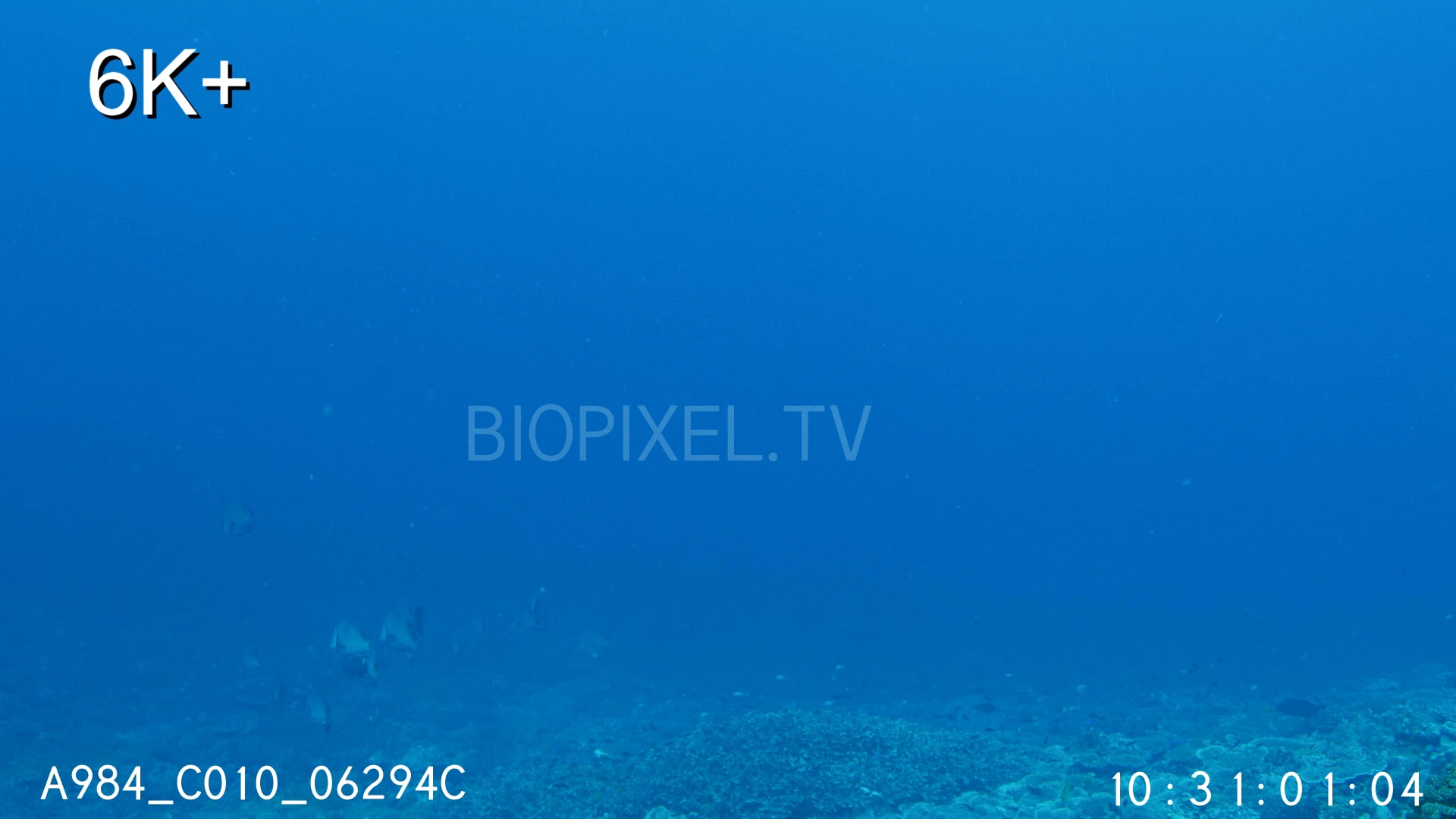 4K Sea Turtles - Male green sea turtle swimming along reef edge 6K+.mp4 ...