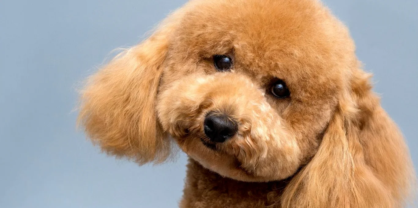 GD-Generic.mp4 on Vimeo