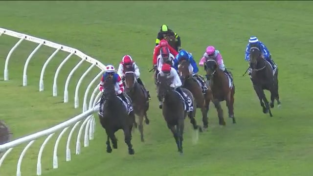 I Am Invincible - Stallion | Breednet