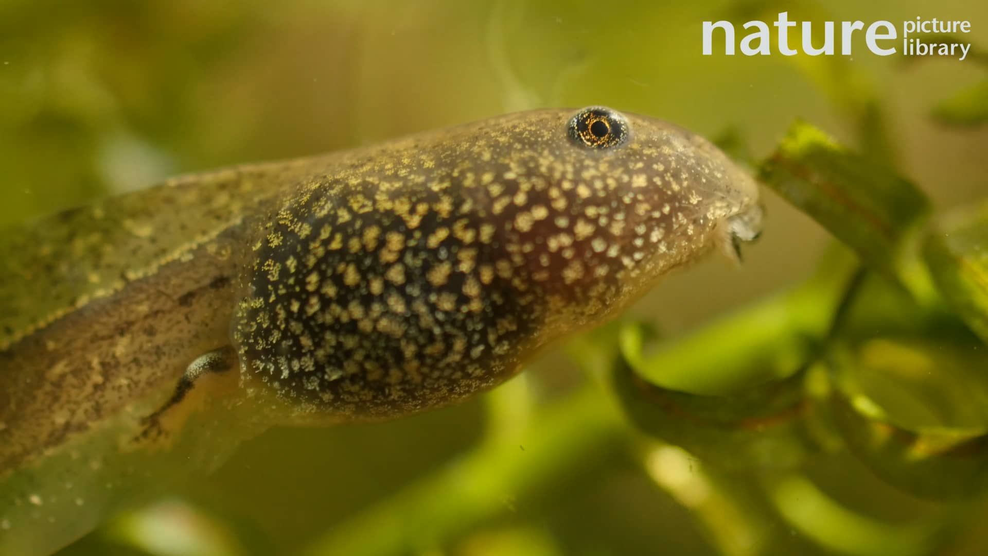 Close up of a Common frog tadpole, with developing hind leg, UK, May on ...