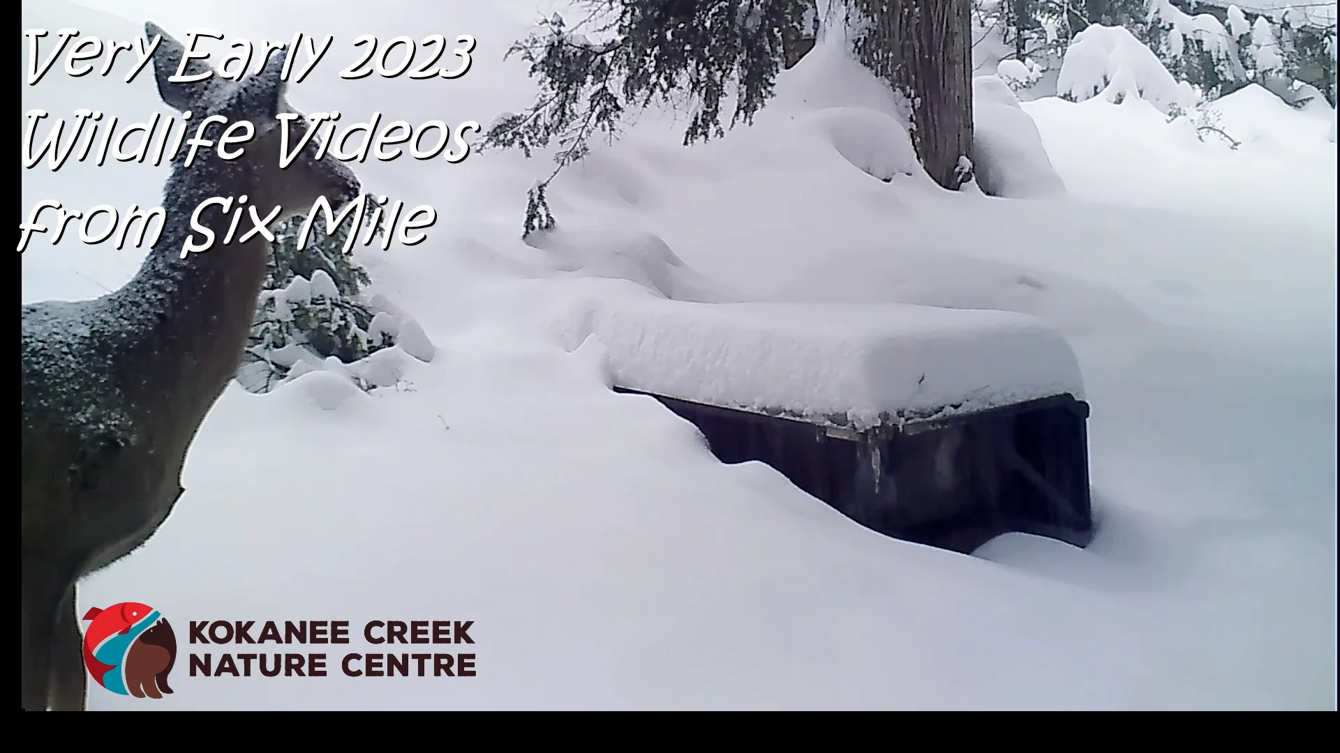 Very Early 2023 Wildlife Videos from Six Mile on Vimeo
