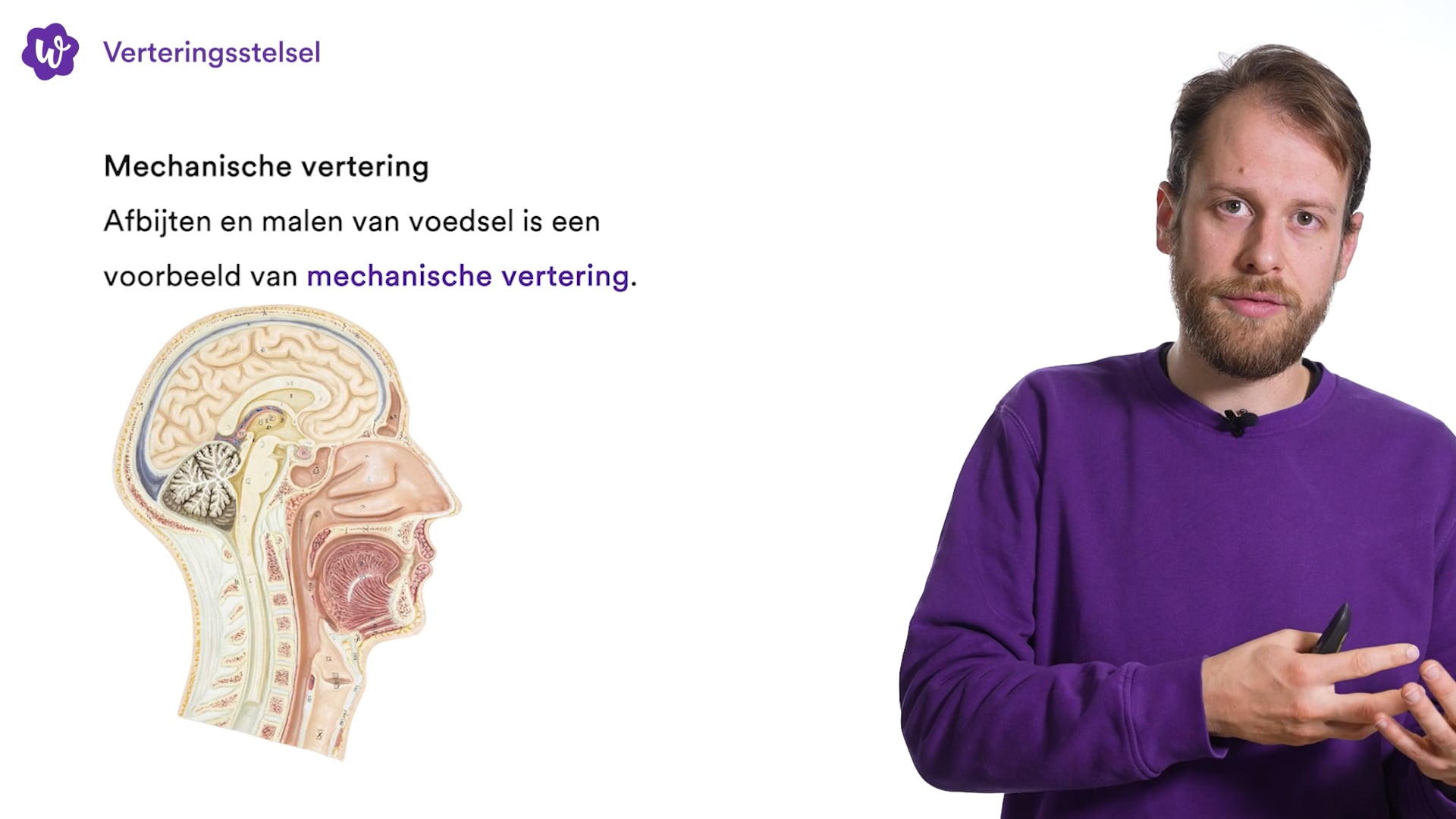 Verteringsstelsel (Nectar) oefenen | StudyGo