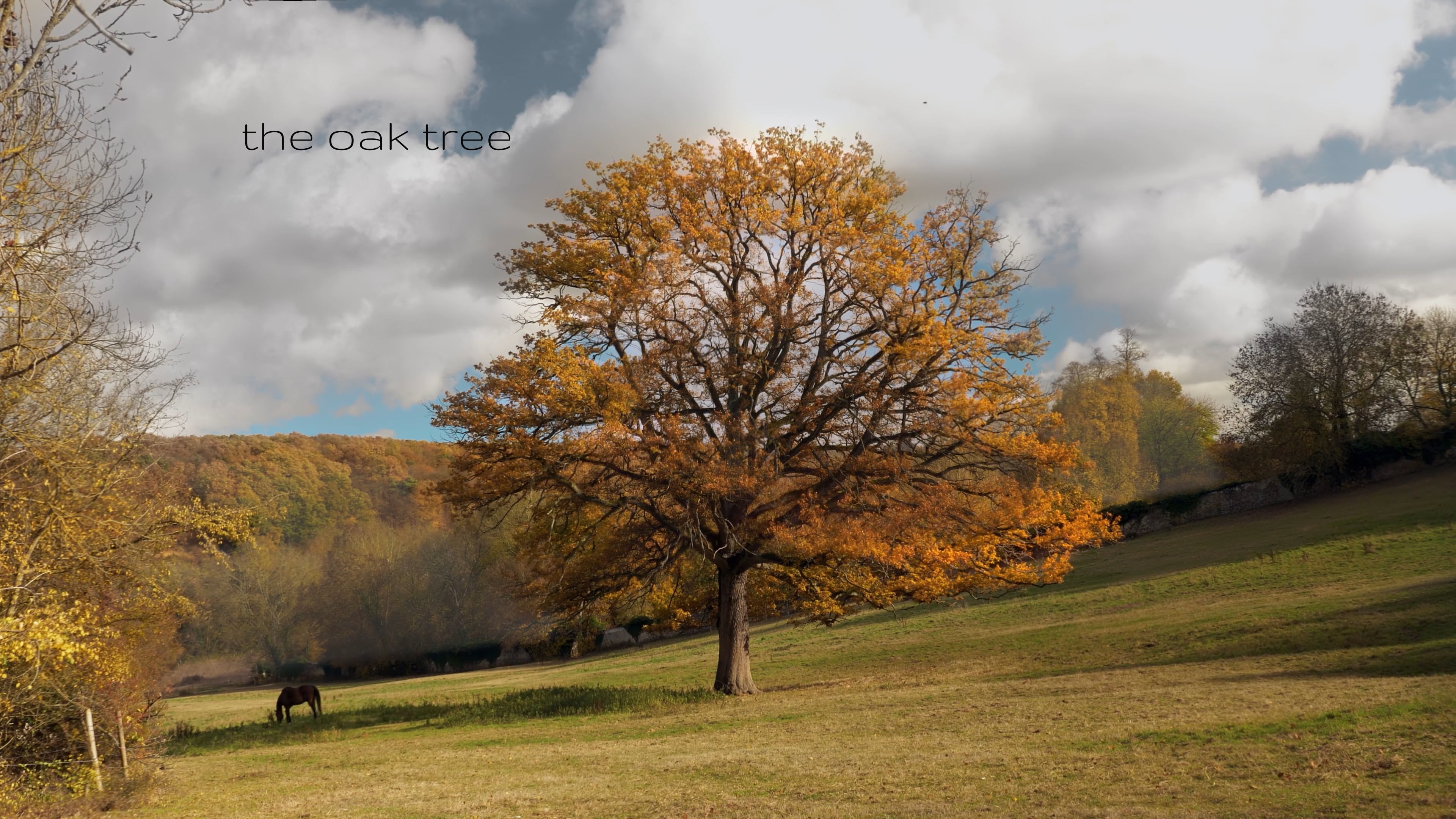 01 The 4 trees 10 October.mov on Vimeo