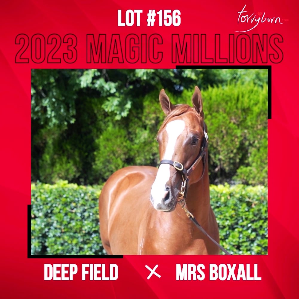 Breednet 2023 Torryburn MM lots
