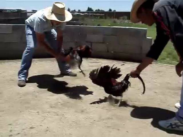 Topa 7 - Topas de gallos Hatch on Vimeo