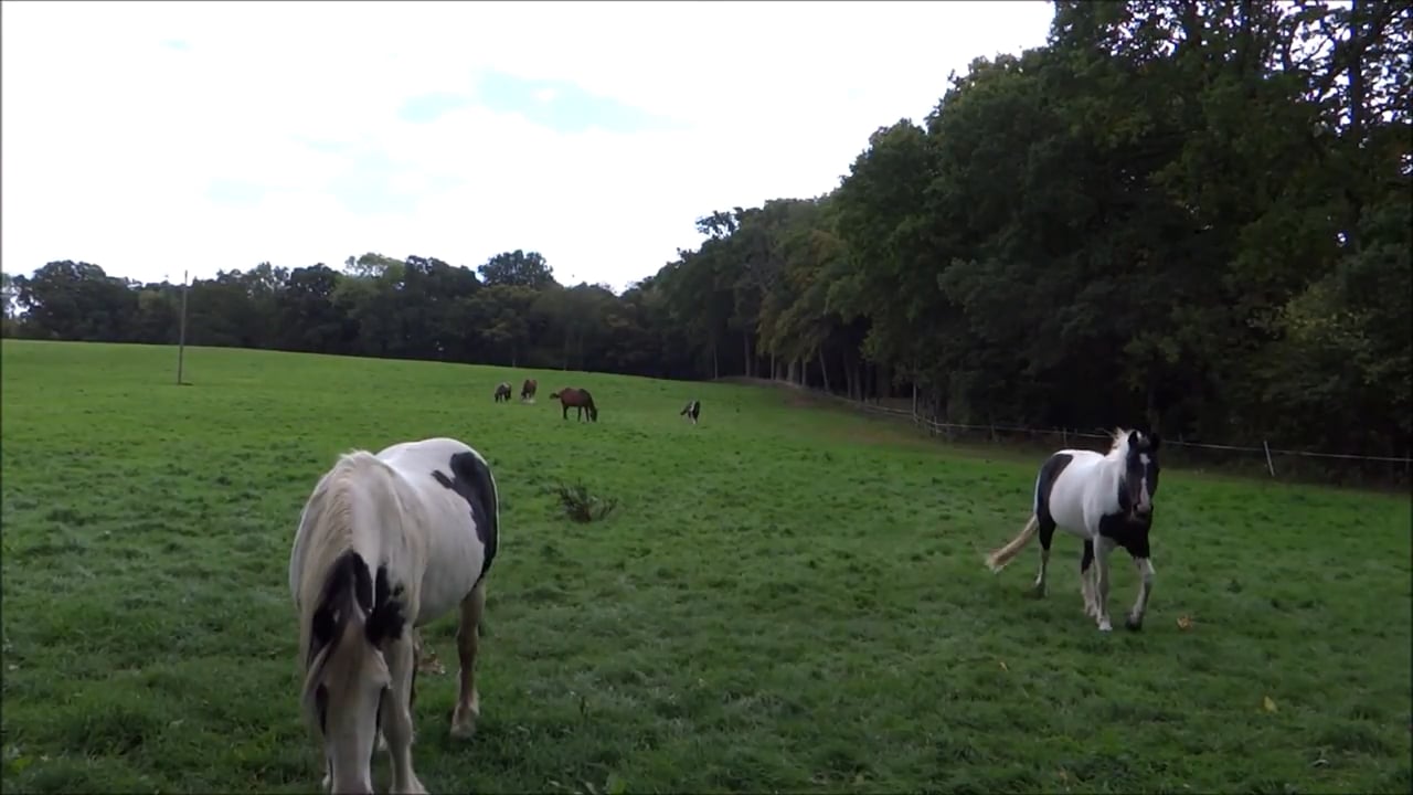 HORSES.mp4 on Vimeo