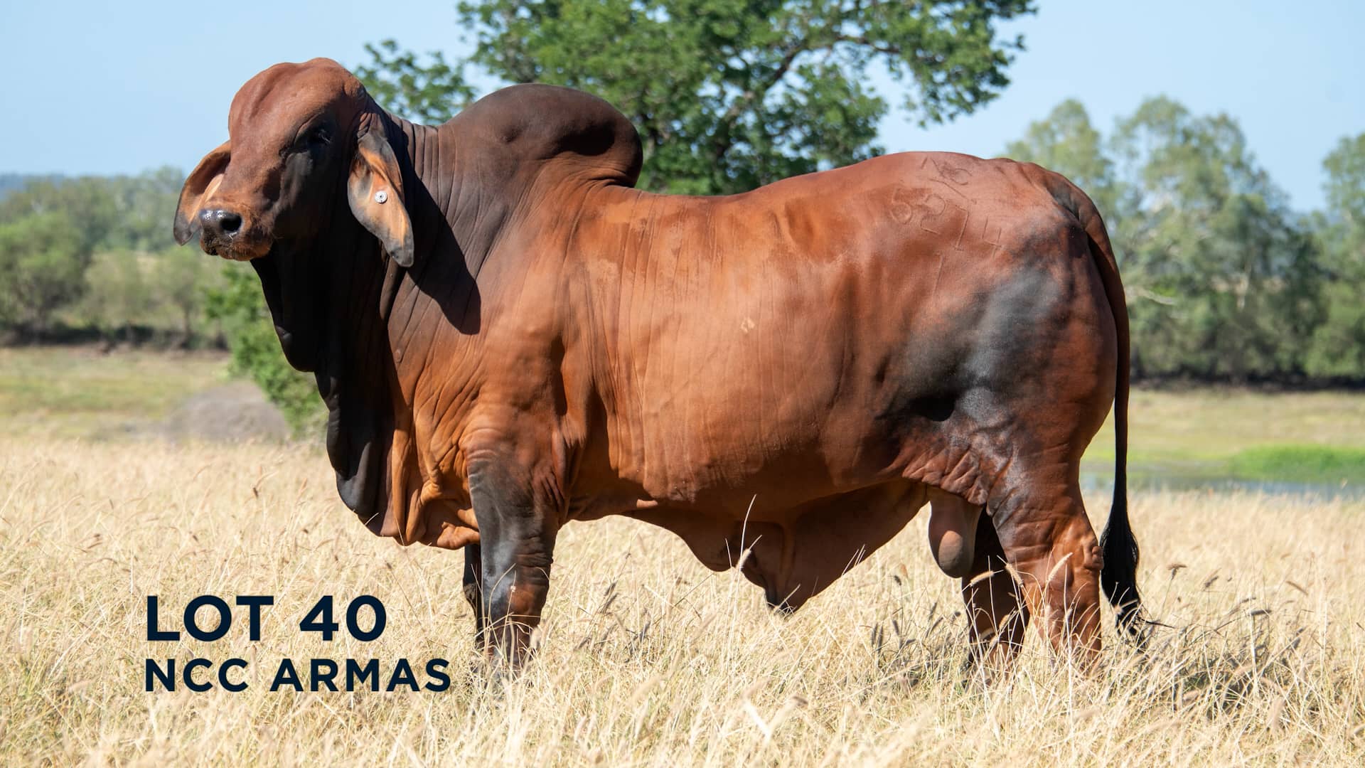 LOT 40 - NCC ARMAS | Big Country Brahman Sale 2023 on Vimeo