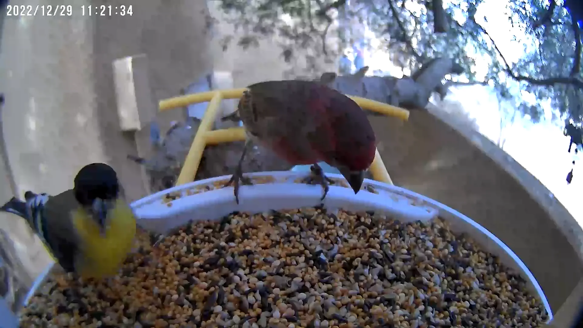 Two Male Lesser Goldfinch And A Male House Finch on Vimeo