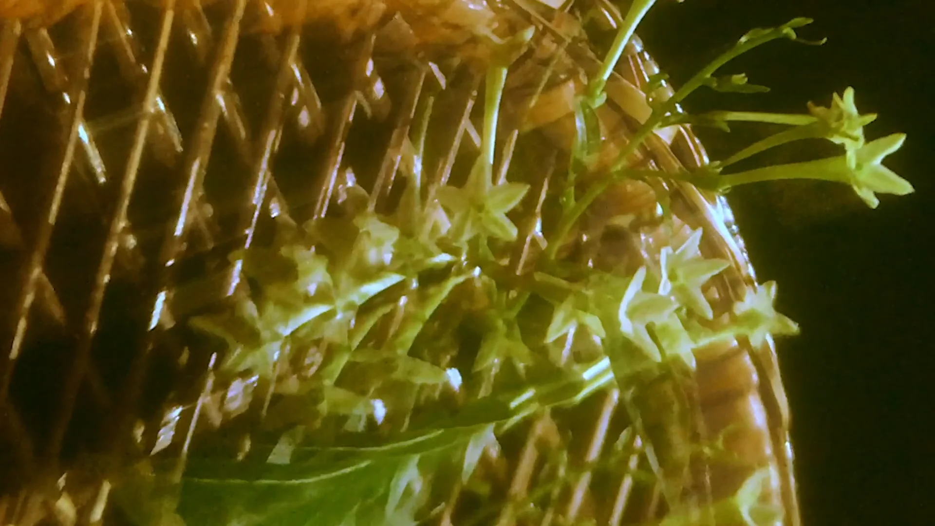 Flower Score | Michelle Sui on Vimeo