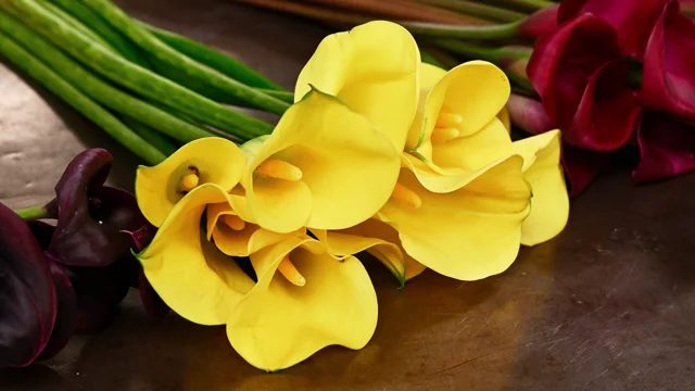 Yellow Calla Lily Bouquet