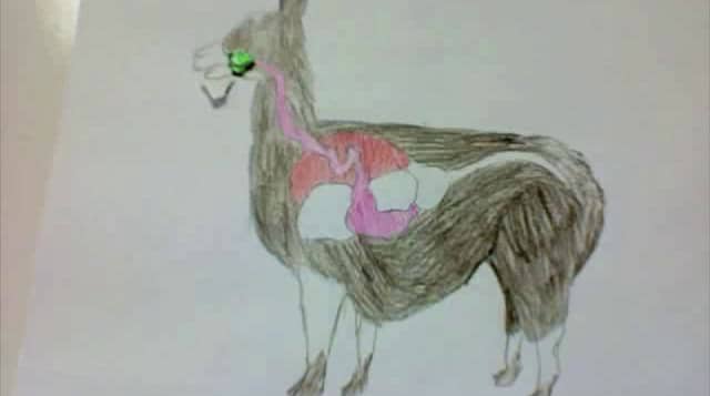 Llama's Digestive System on Vimeo