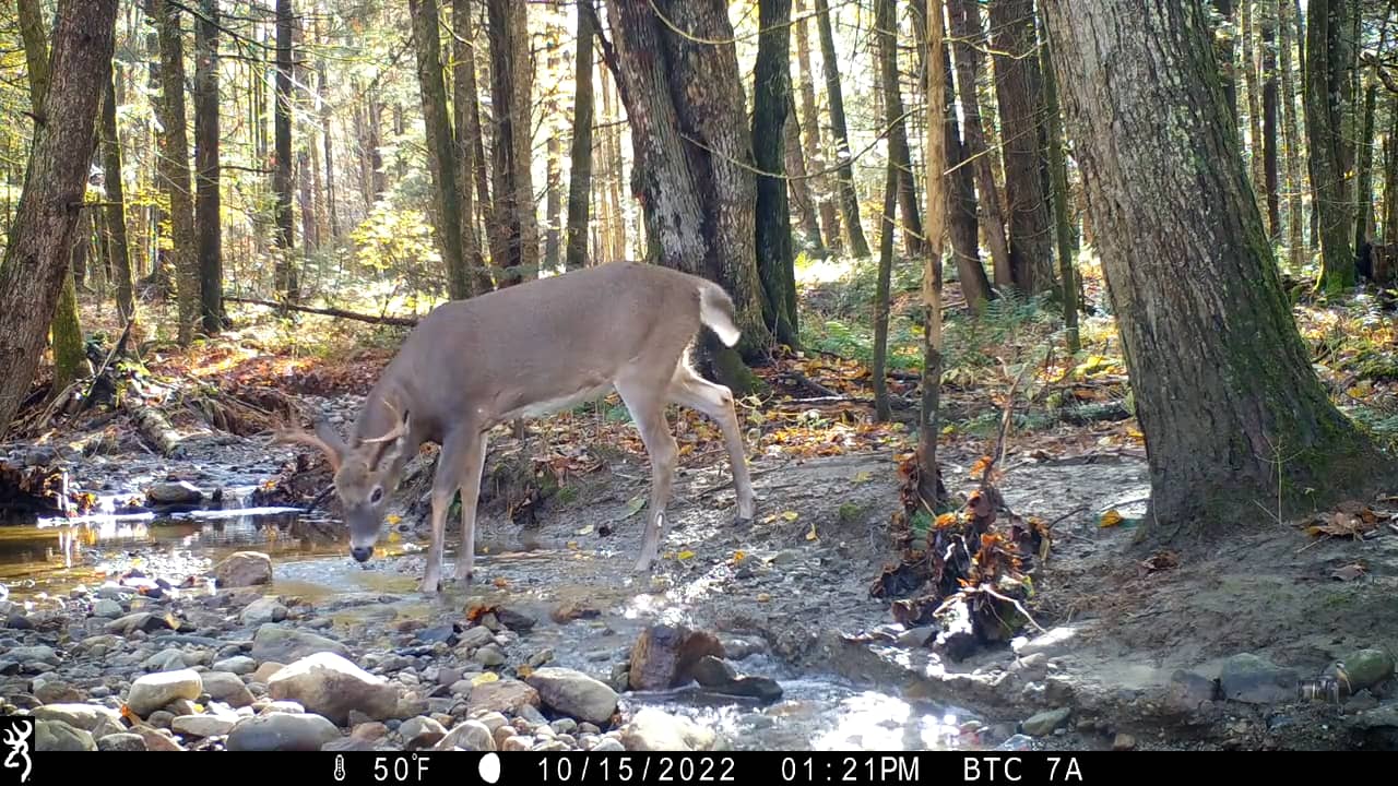 October Wildlife 2022.mp4 on Vimeo