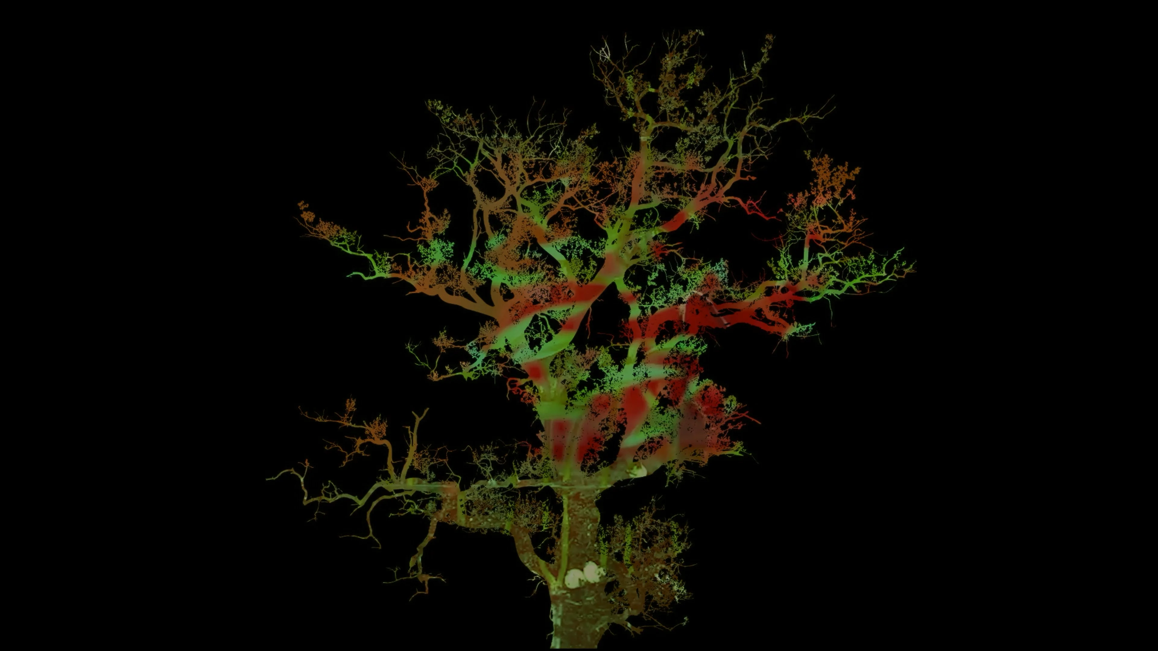 Tree Of life.mp4 on Vimeo
