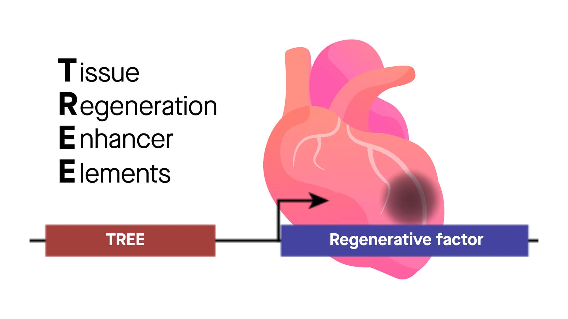TREE therapy: Tissue regeneration enhancer elements from zebrafish can ...