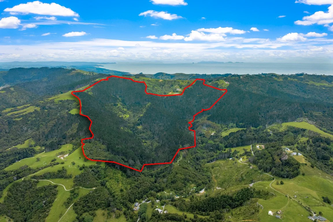 Anchor Point Forestry, Whangateau - Promotional Video [4KUHD-v4] (1 ...