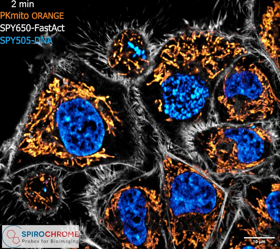 Live HeLa cells stained with PKmito ORANGE, SPY650-FastAct & SPY505-DNA by Spirochrome on Vimeo