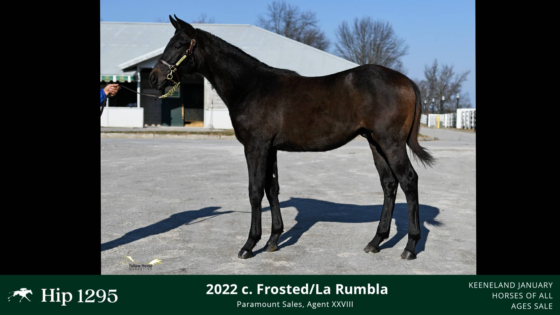 2023 Keeneland January Horses of All Ages Sale: Hip #1295 Frosted x La ...