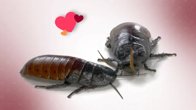 Madagascar Hissing Cockroach Eating Contest