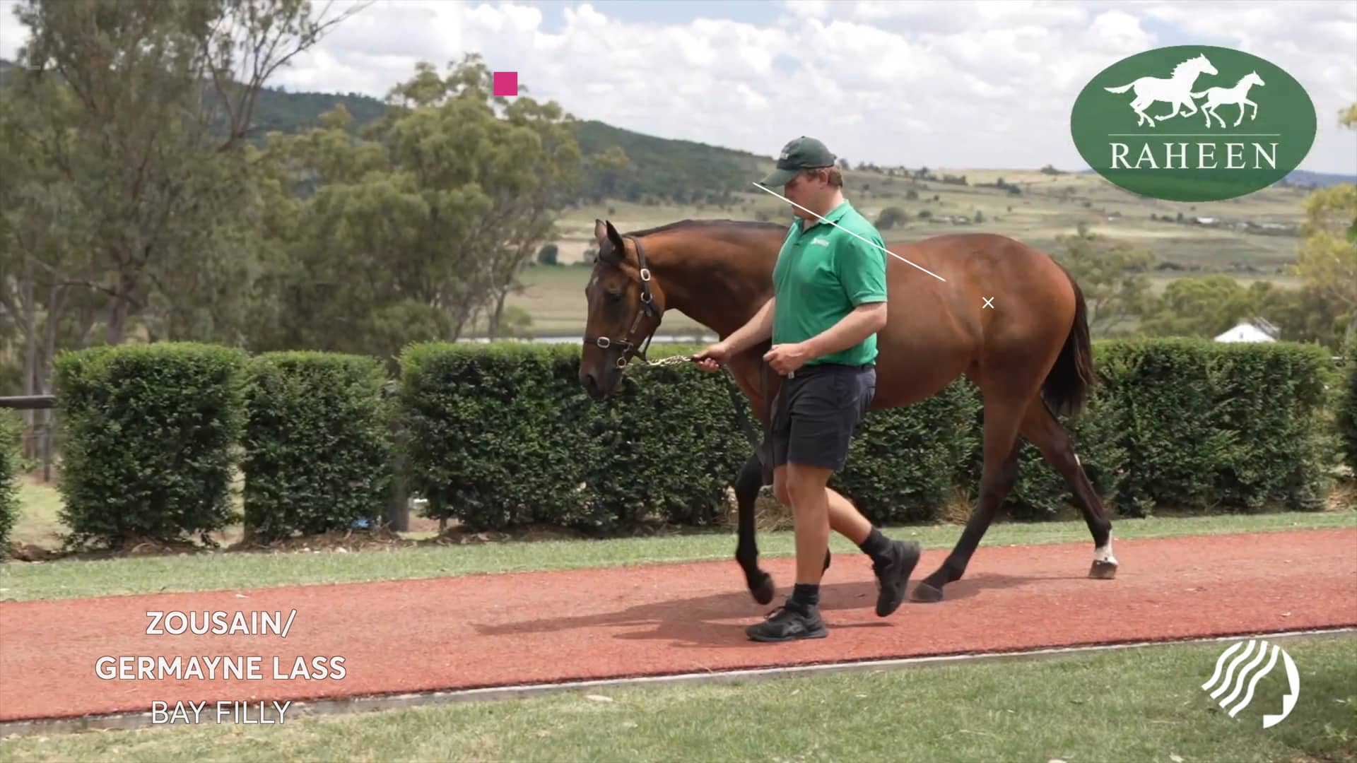 Zousain x Germayne Lass Filly on Vimeo