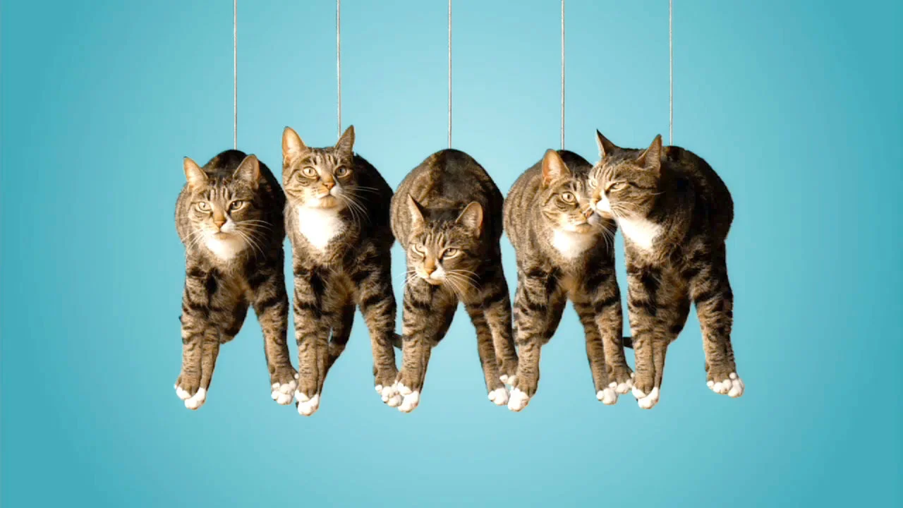 Kinetic Cats – Trident