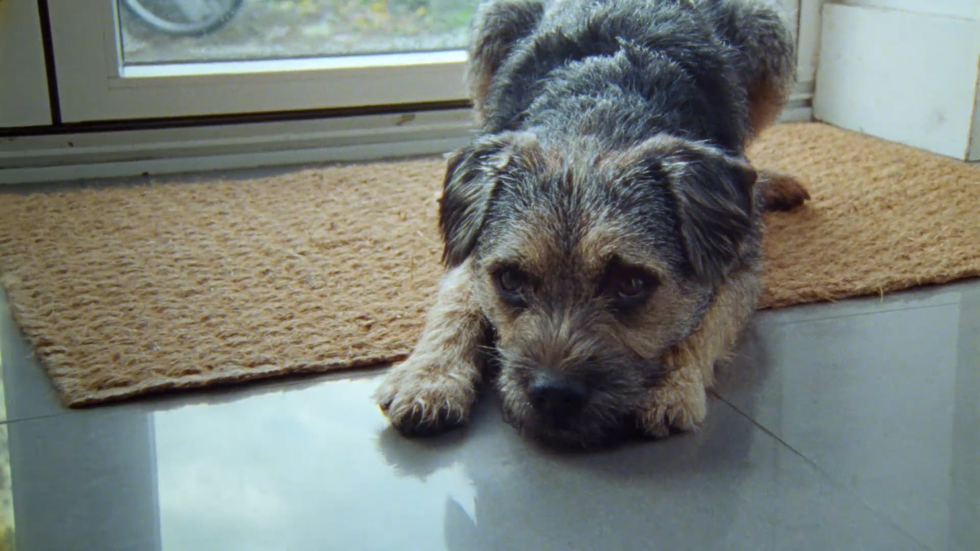 Dogs Trust - Ground Dog Day on Vimeo