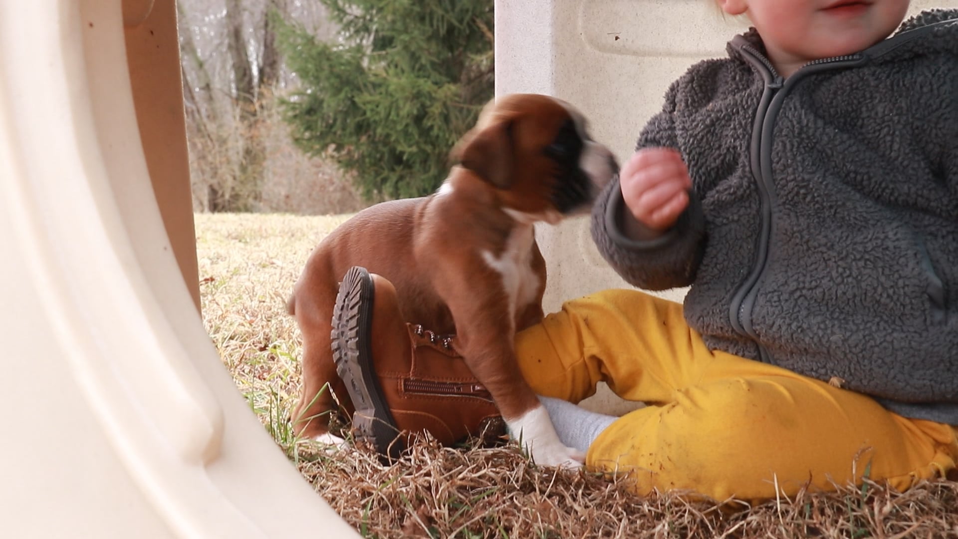 Gunner Male Boxer Puppy on Vimeo