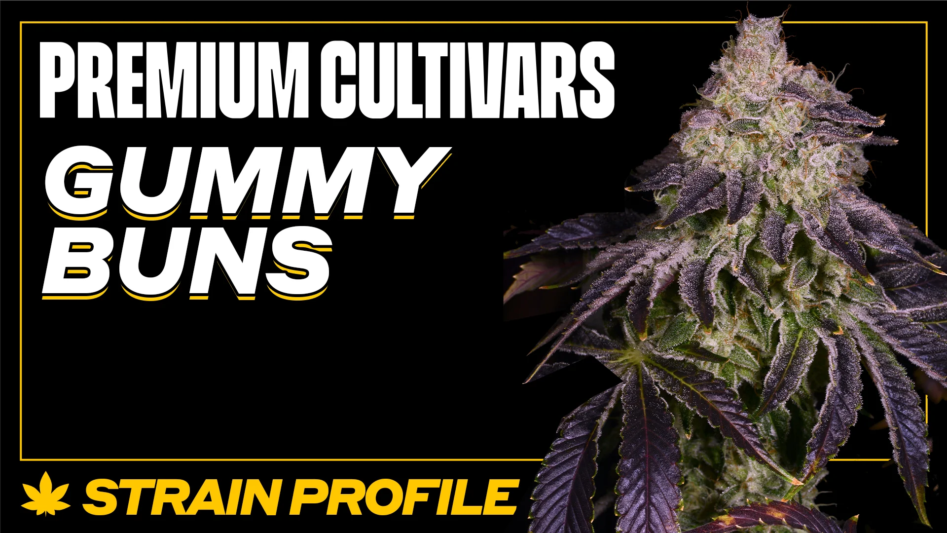 Gummy Buns Strain Profile | Premium Cultivars on Vimeo