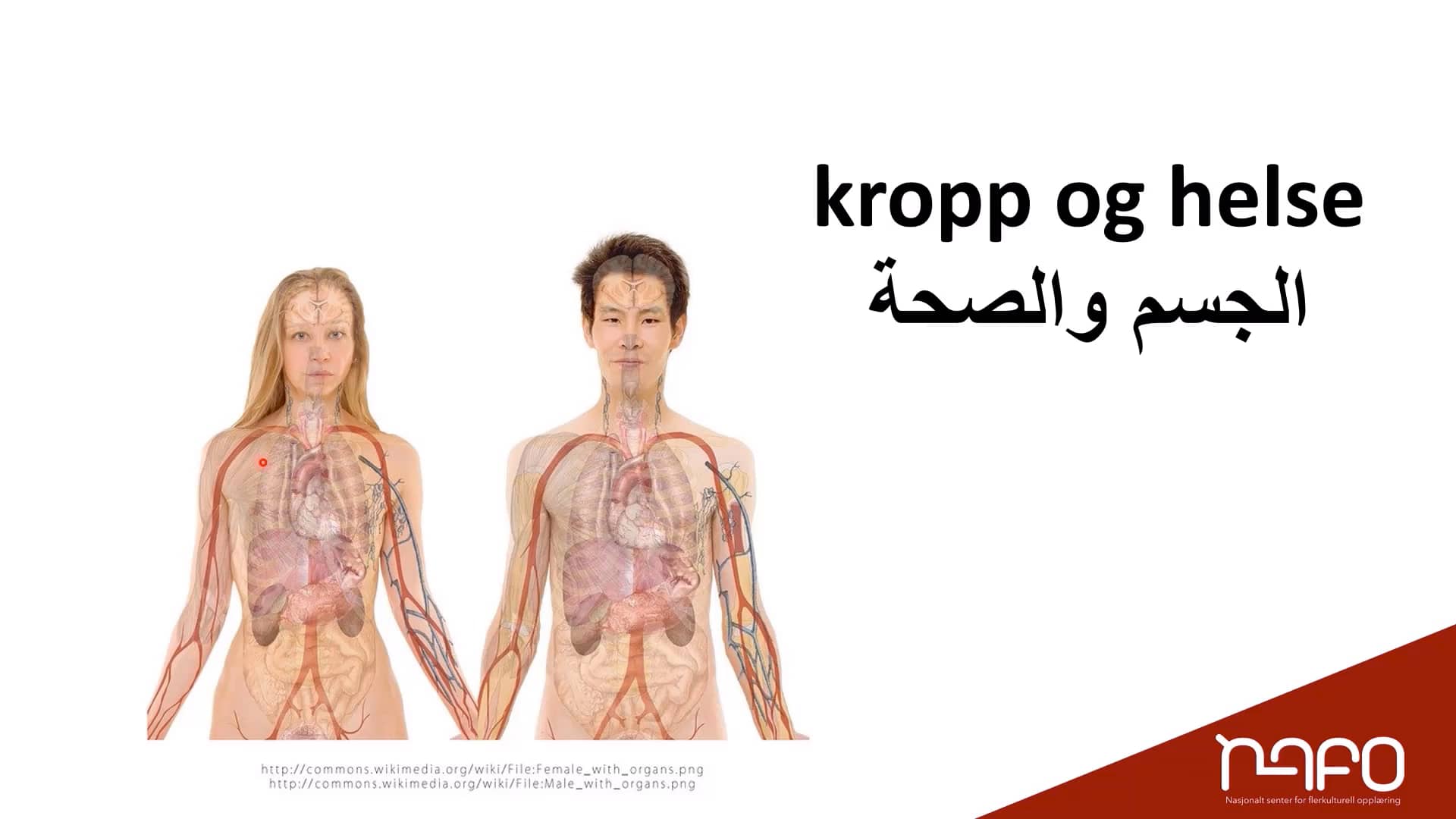 Systemer i kroppen del1.mp4 on Vimeo