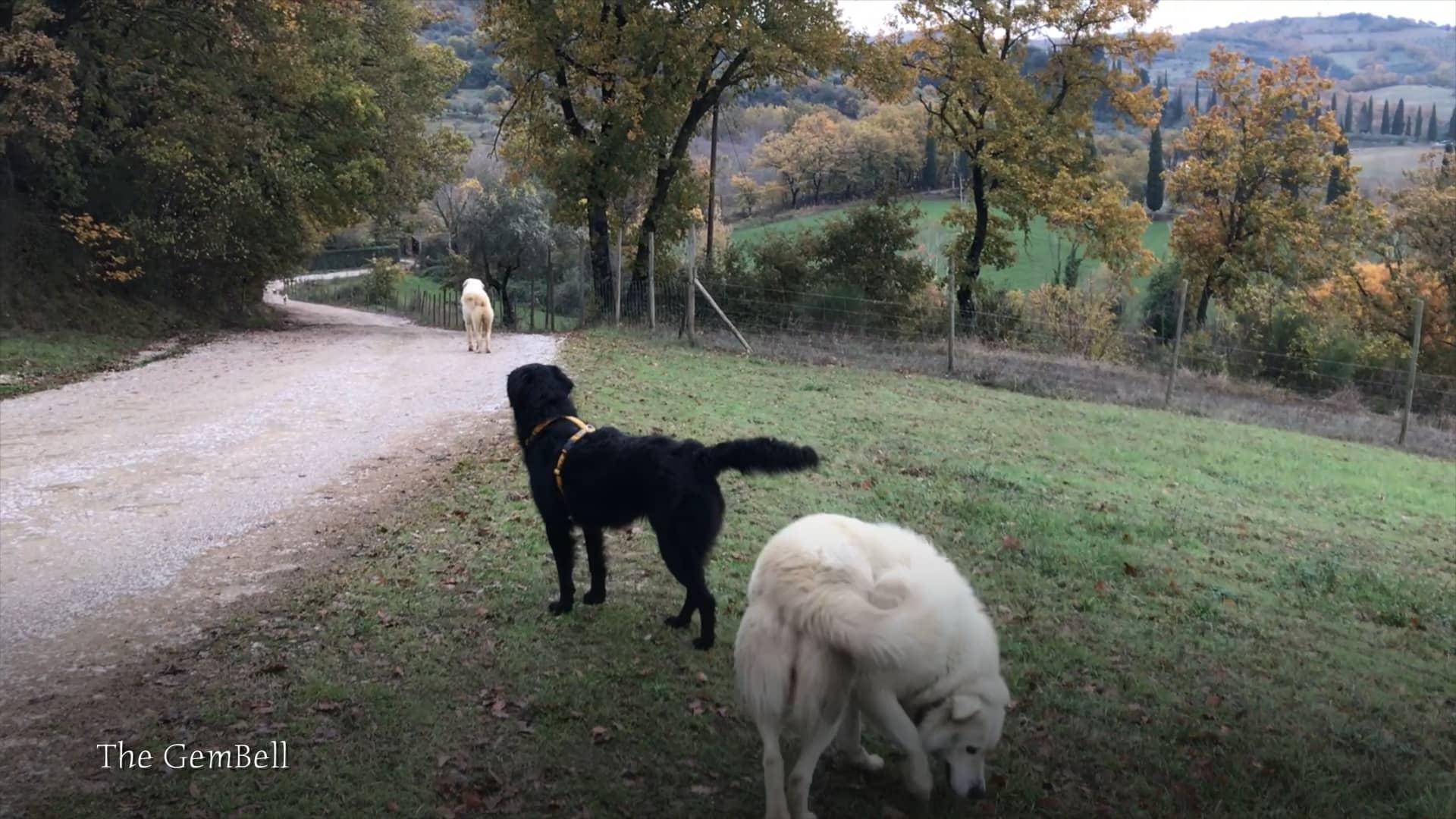 Dogs' Interactions - Leadership in a Group on Vimeo