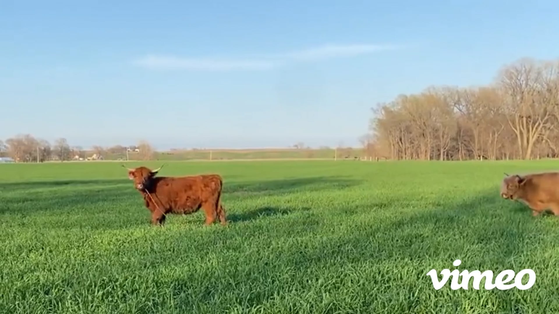 Scottish Highland Cattle - Rainbow Raccoon Ranch