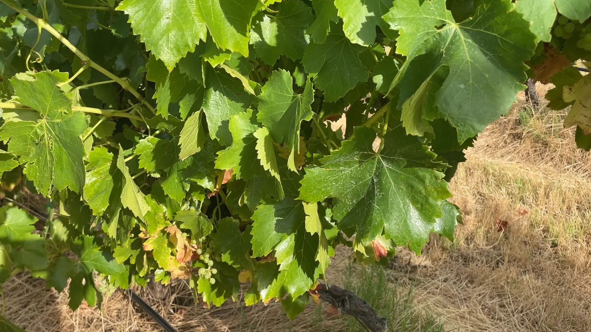 Grapevine scale and honeydew: CropWatch McLaren Vale on Vimeo