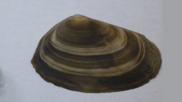 Shell growth bands — Science Learning Hub