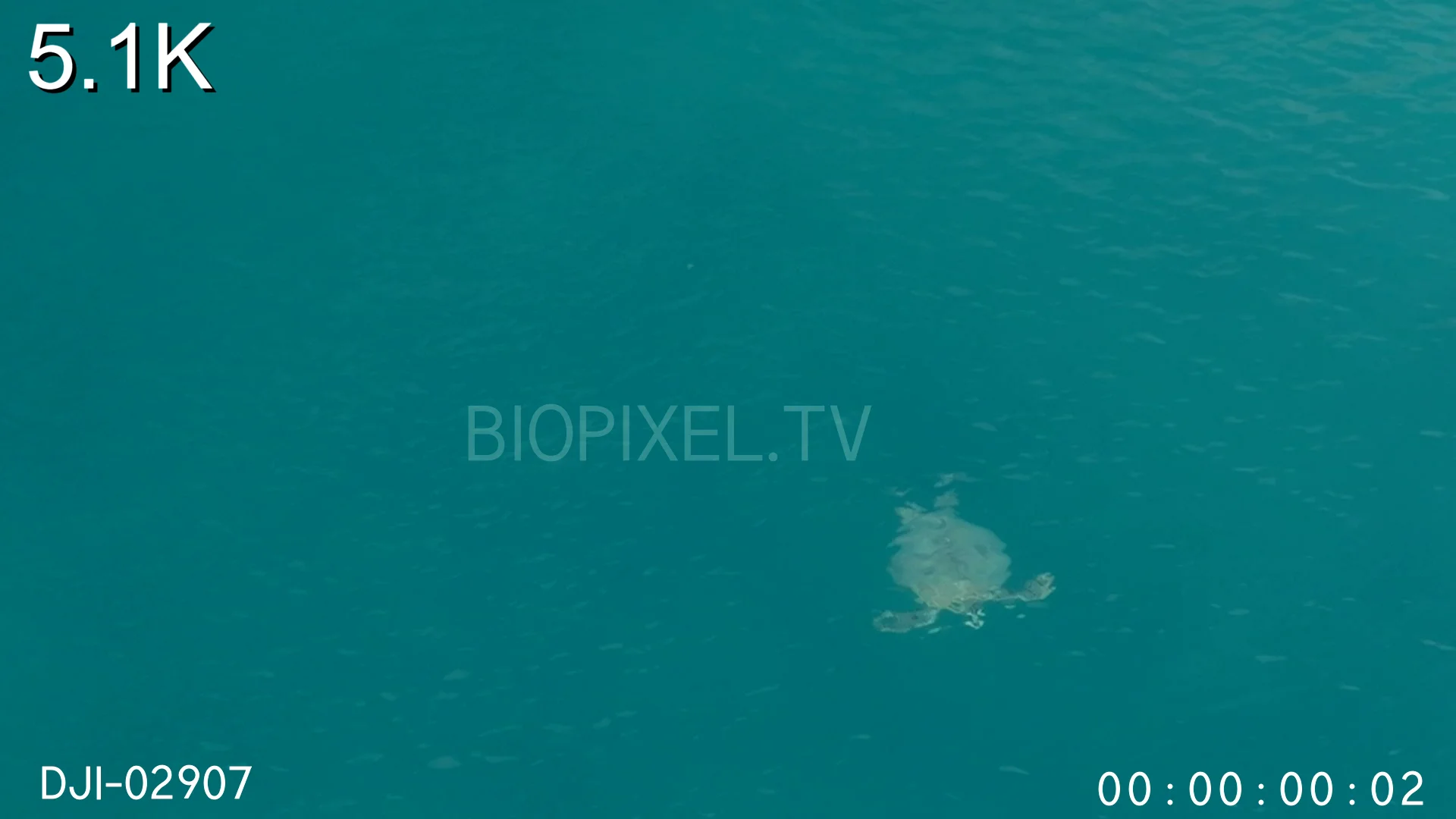 4K Sea Turtles - Aerial - Turtles feeding on seagrass 5.2K on Vimeo